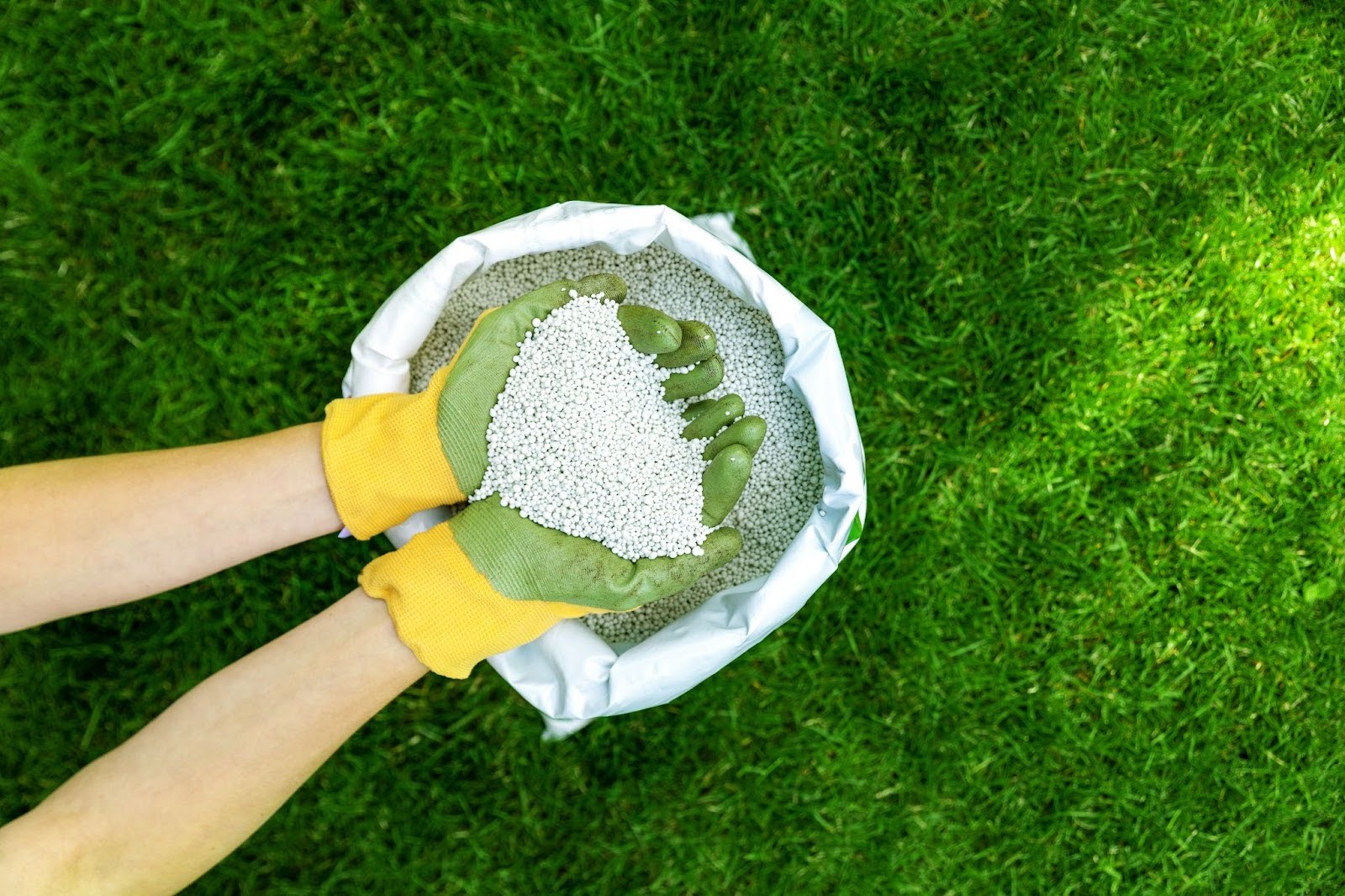 Essential Care Tips for Sir Walter Buffalo Grass to Keep Your Lawn ...